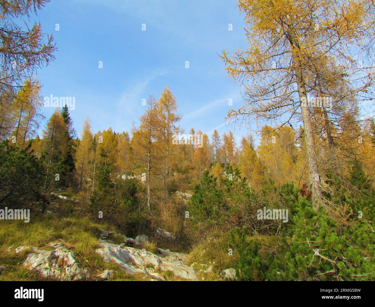Landscape covered in autumn colored golden larch trees with creeping ...