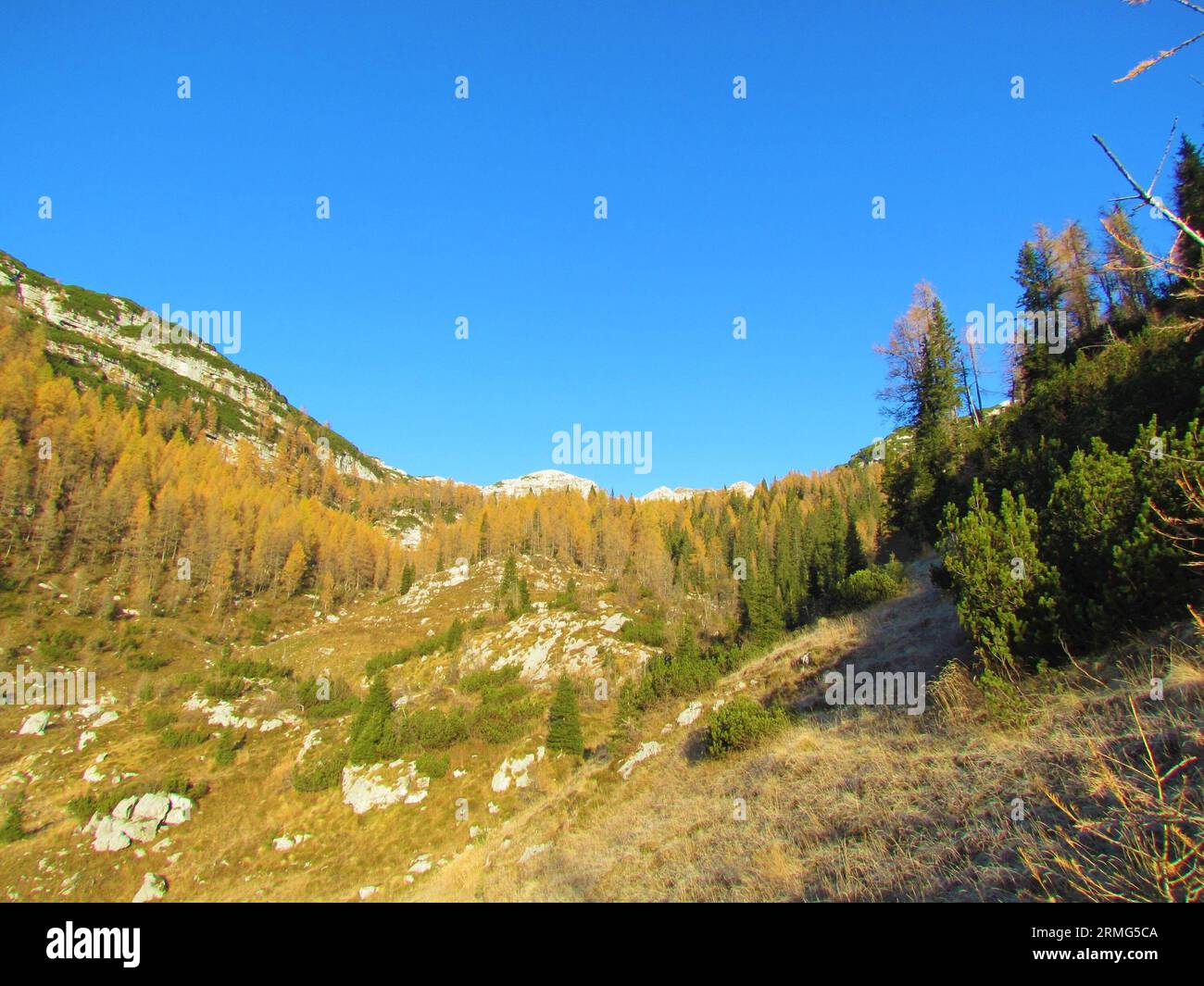 Alpine landscape with creeping pine and a meadow in front and autum or ...