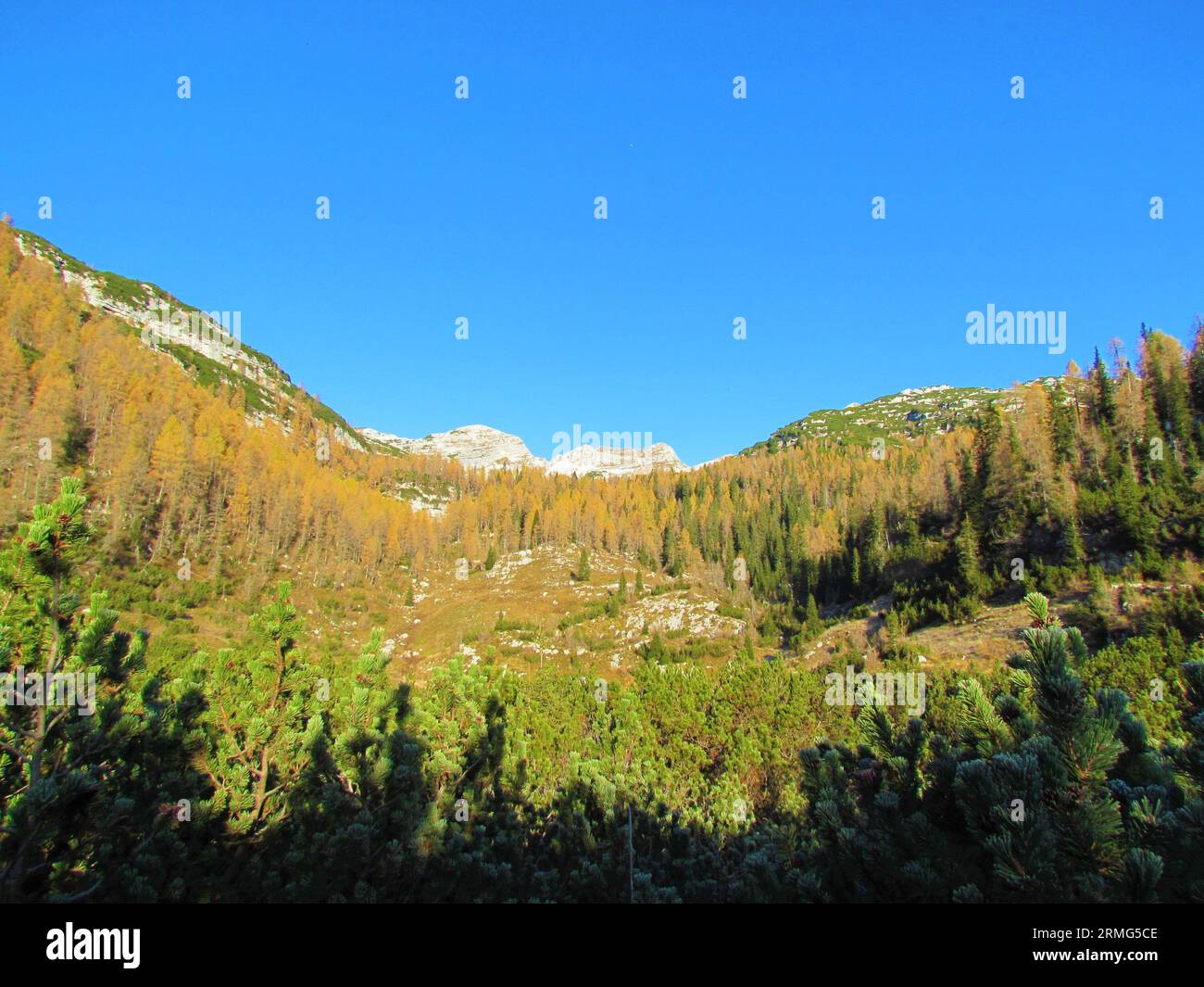 Alpine landscape with creeping pine and a meadow in front and autum or ...