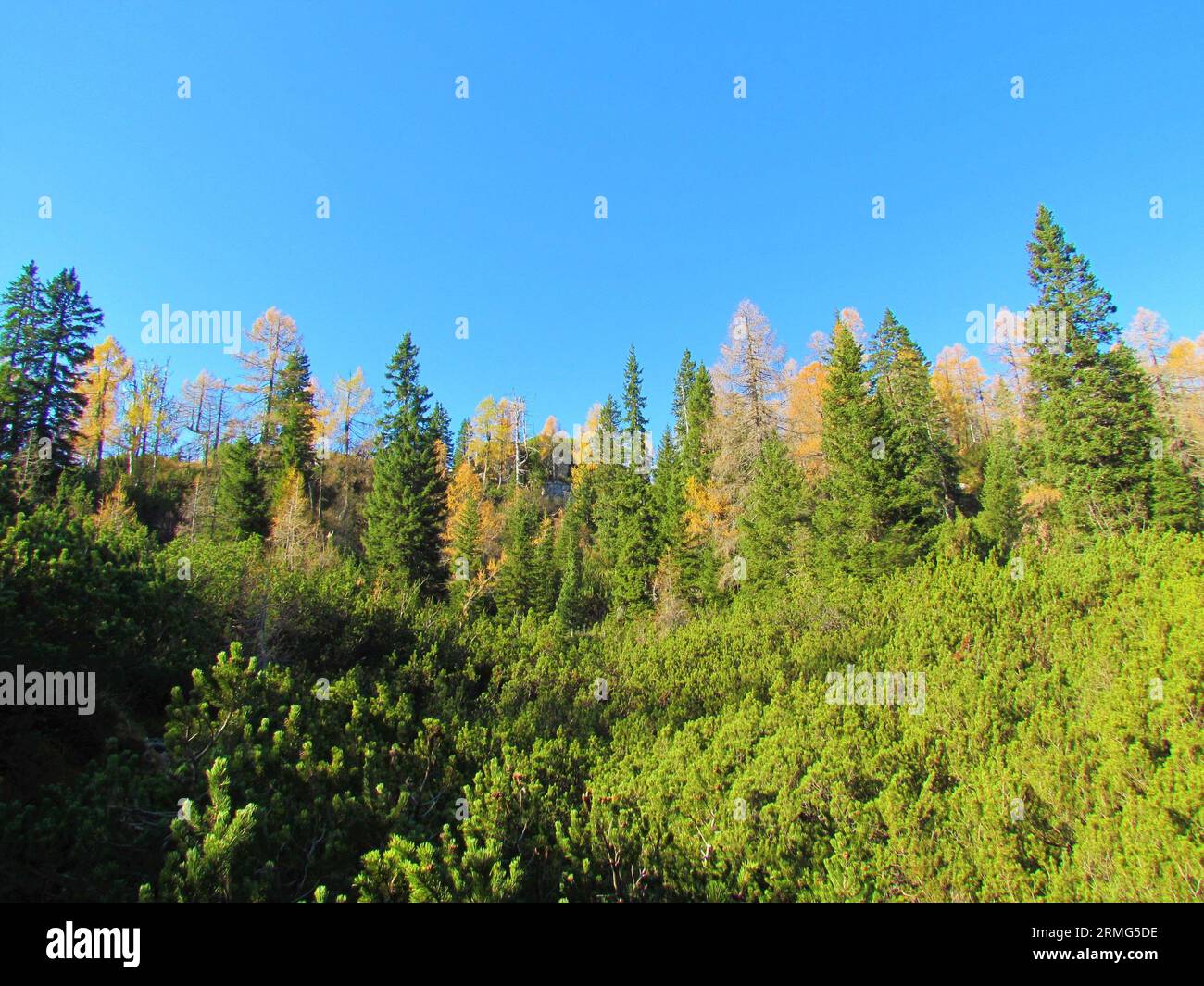 Alpine landscape in autumn with golden larch and spruce trees and ...