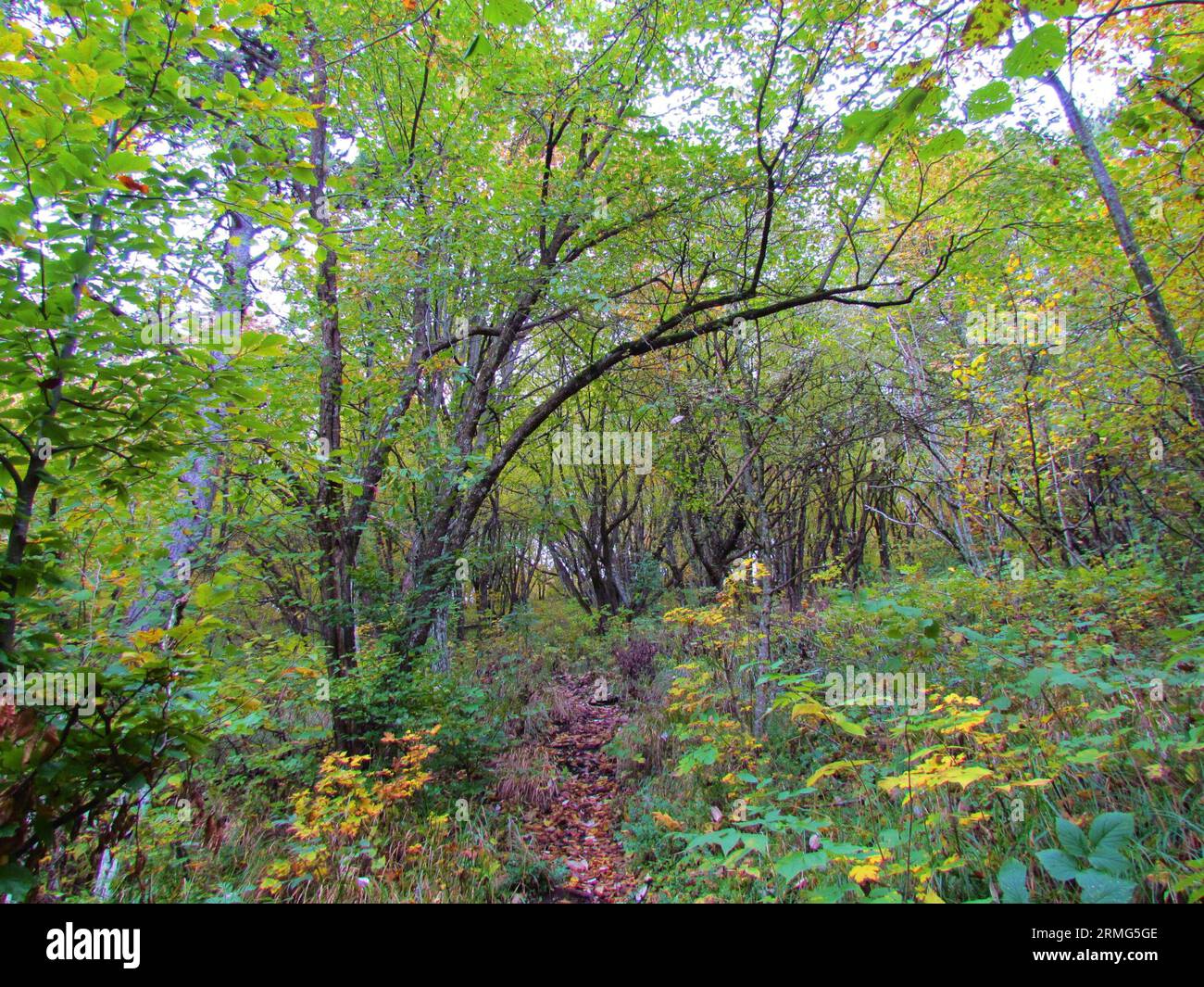 Ostrya carpinifolia autumn hi-res stock photography and images - Alamy