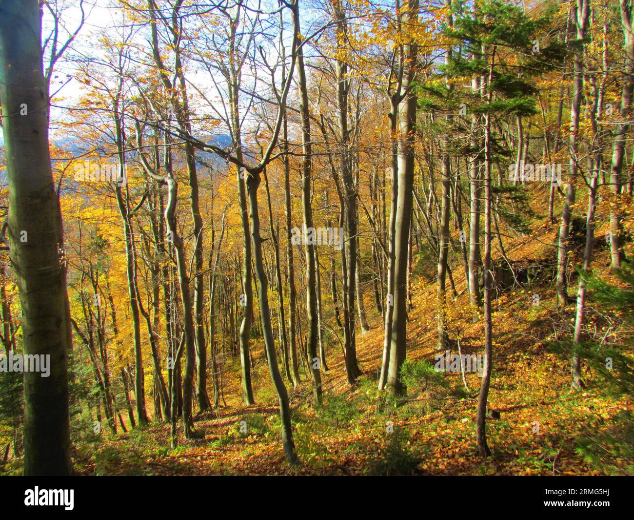 Colorful temperate, deciduous, broadleaf beech forest with yellow ...
