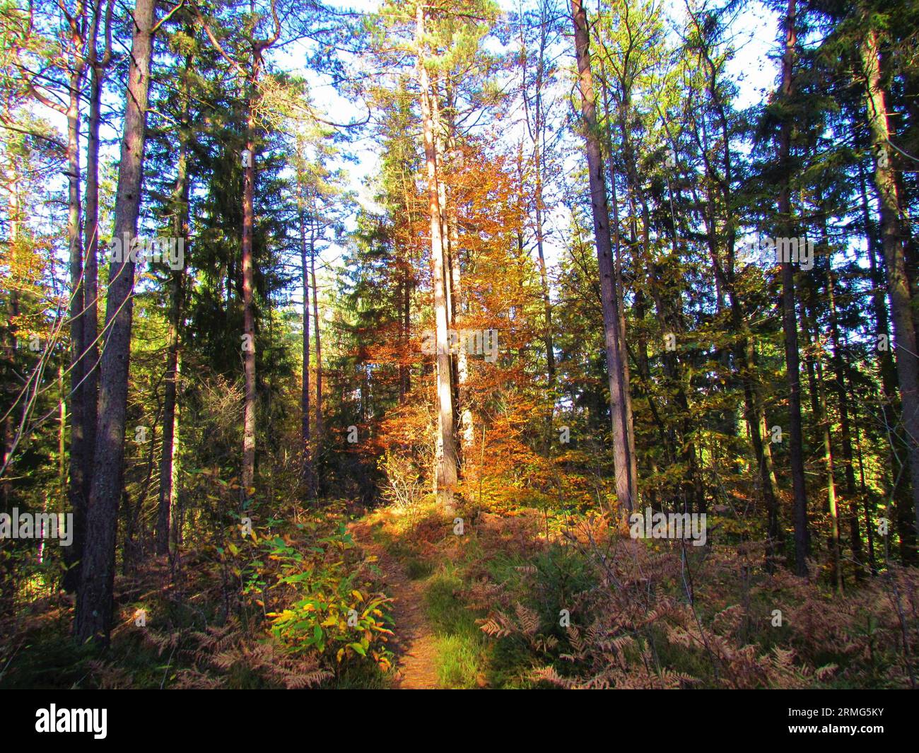 Beech and pine scots forest hi-res stock photography and images - Alamy