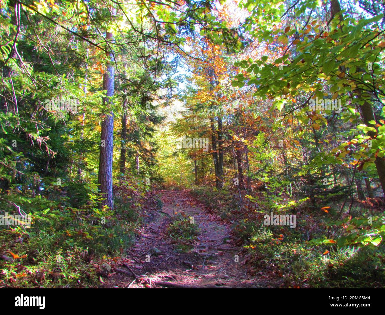 Path leading through a spruce and beech temperate, deciduous forest in ...