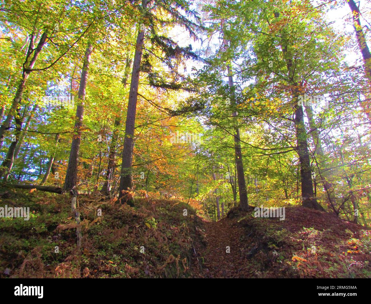 Colorful temperate, deciduous, broadleaf beech forest with yellow ...
