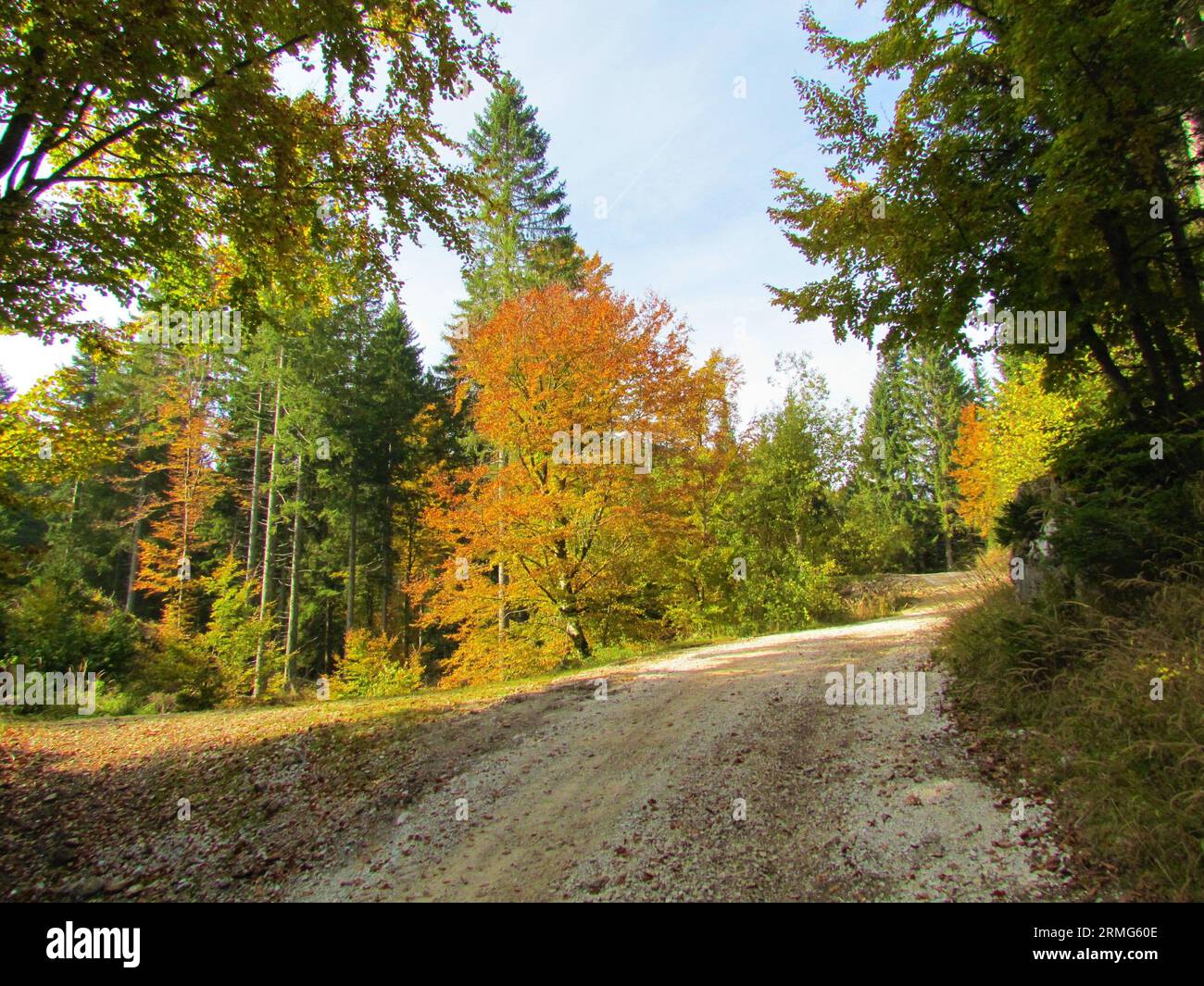 Gravel road leading past a beech and spruce forest in yellow, green and ...