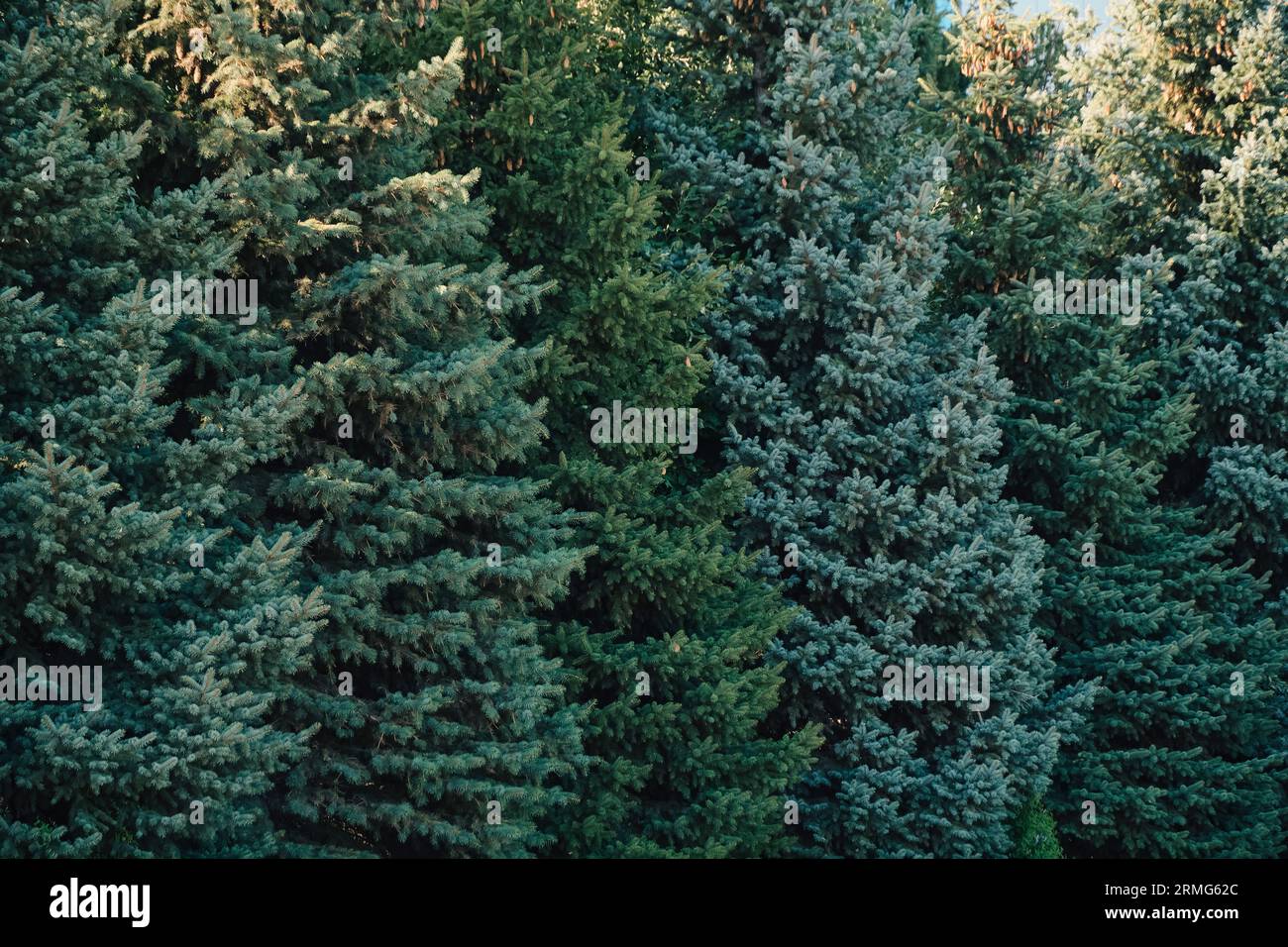 Background of row of dense forest of blue fir trees Stock Photo - Alamy