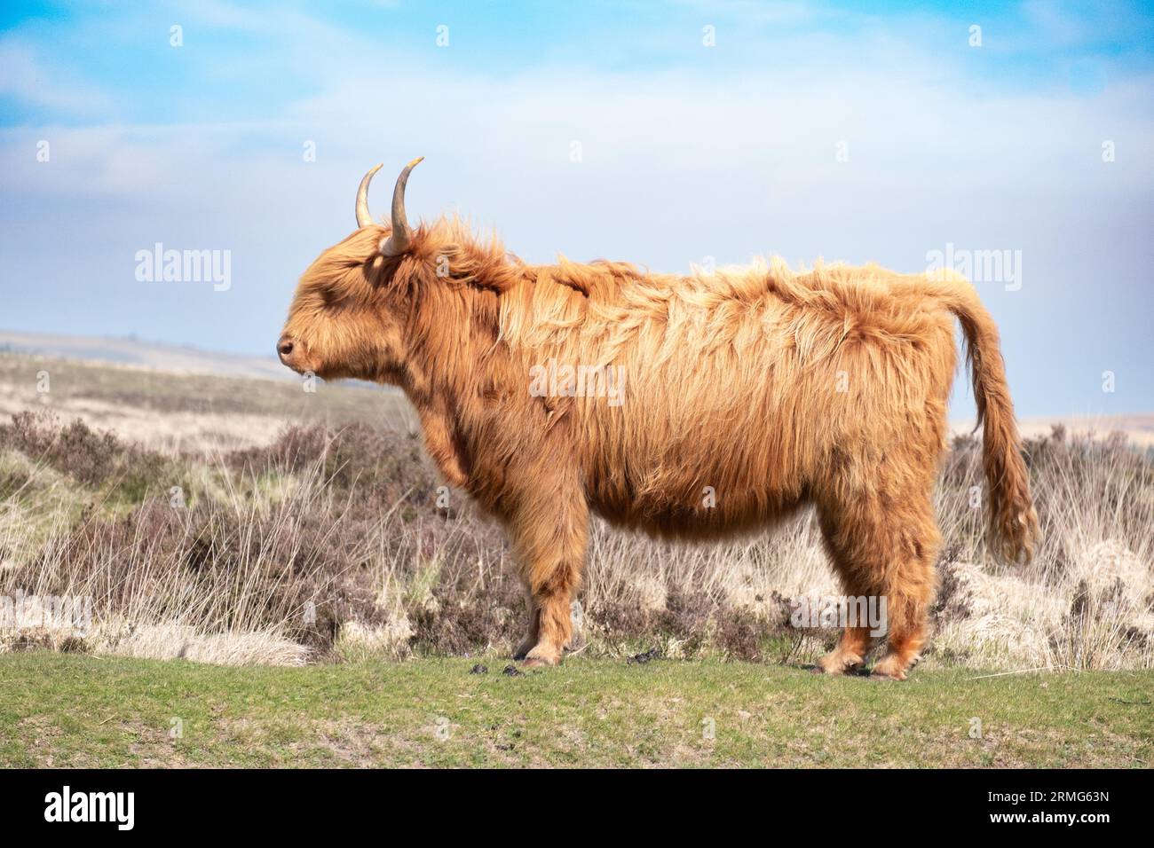 Scottish Highland Cow - side profile, Dartmoor, England Stock Photo - Alamy