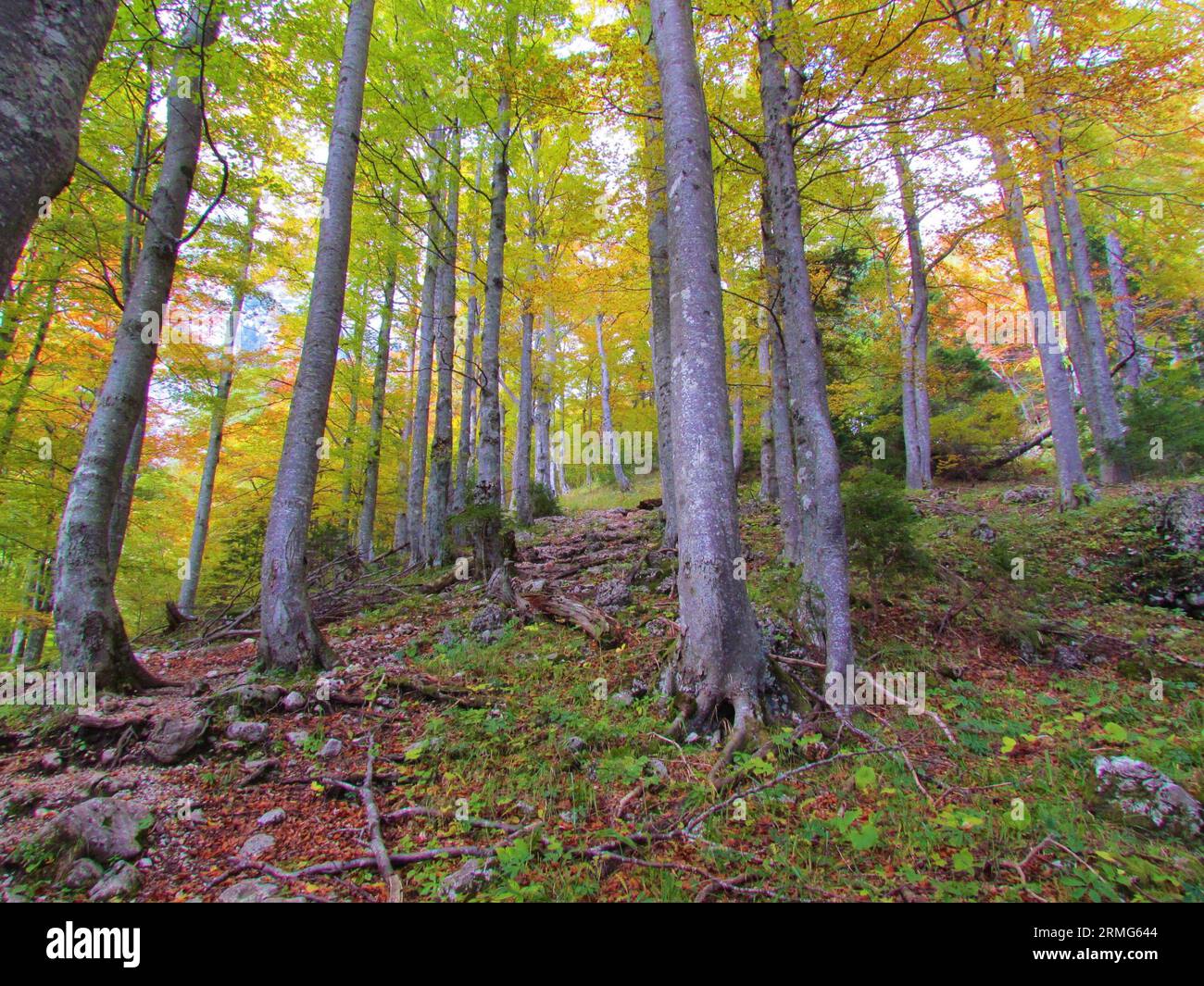 European beech forest in colorful yellow, orange and green foliage ...