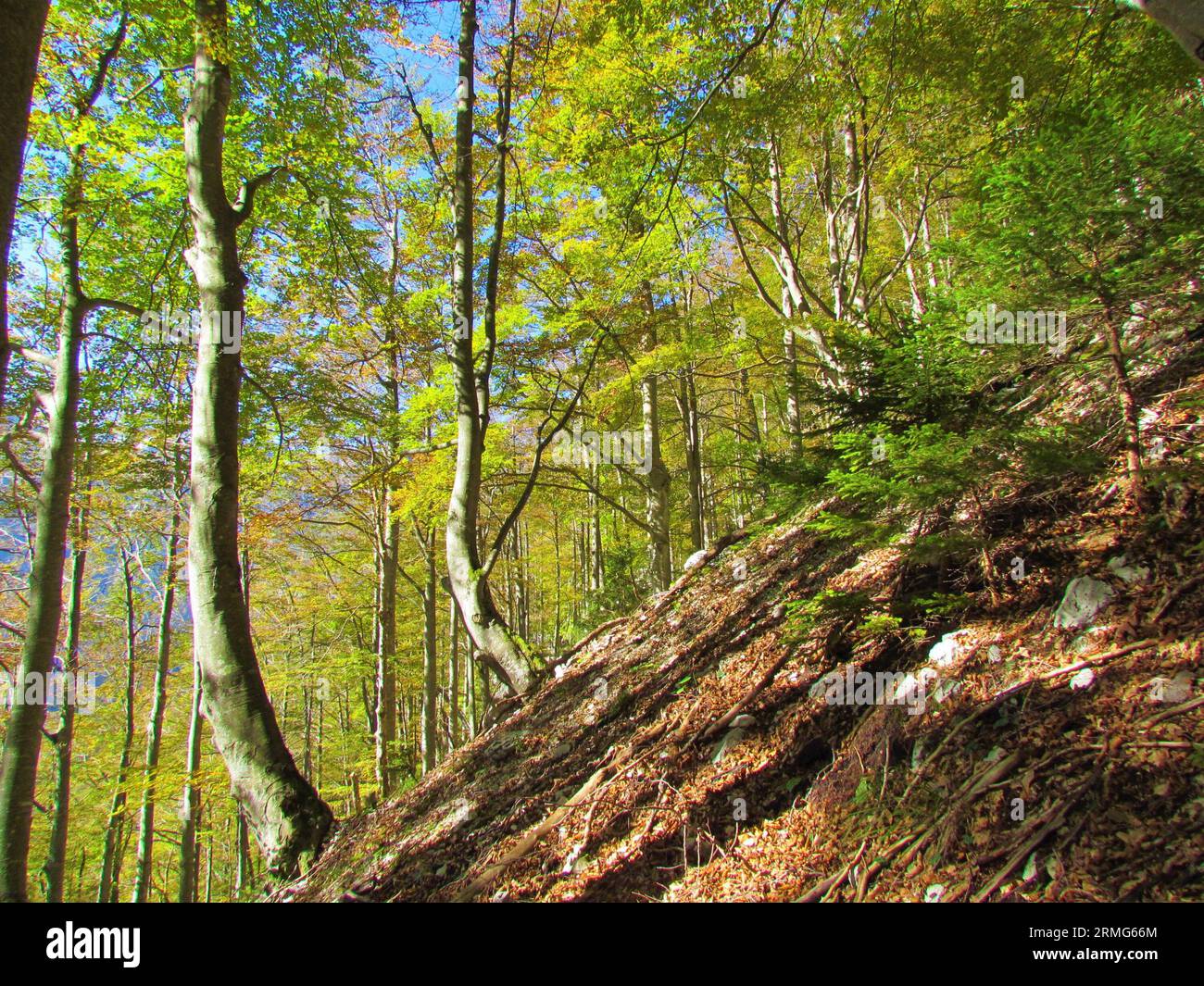 European beech temperate, deciduous, broadleaf forest in yellow fall ...