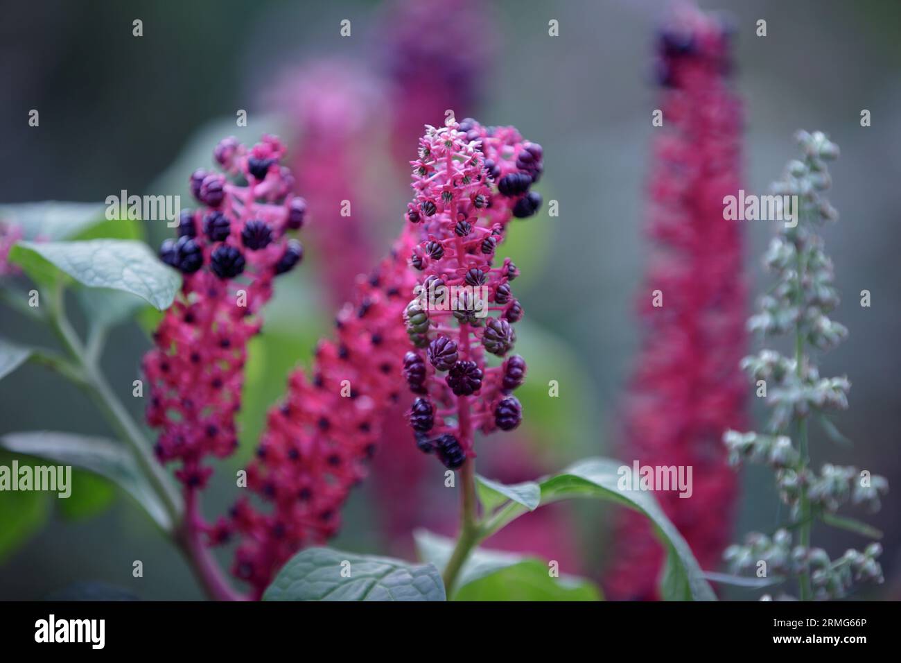 Dark purple berries hi-res stock photography and images - Alamy
