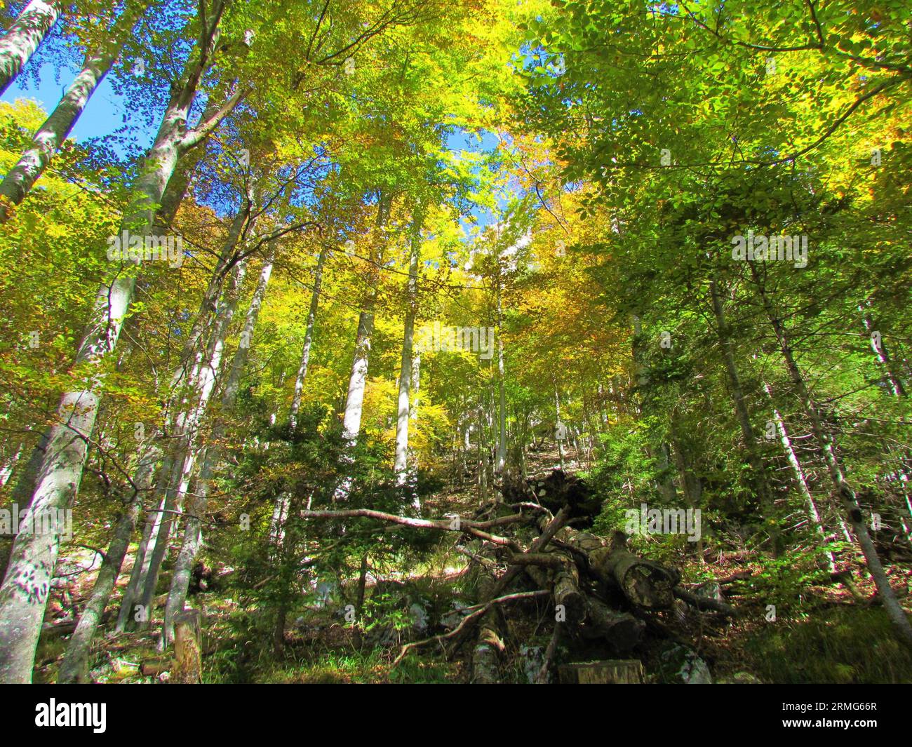 Temperate Deciduous Forest Europe