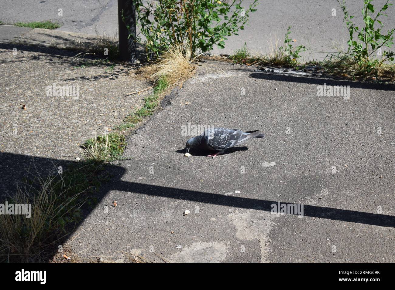 Bird birds france wildlife hi-res stock photography and images - Alamy