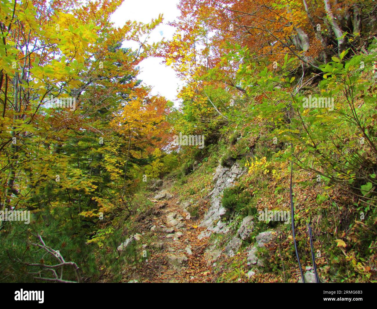 Colorful temperate, deciduous, broadleaf, european beech forest in ...