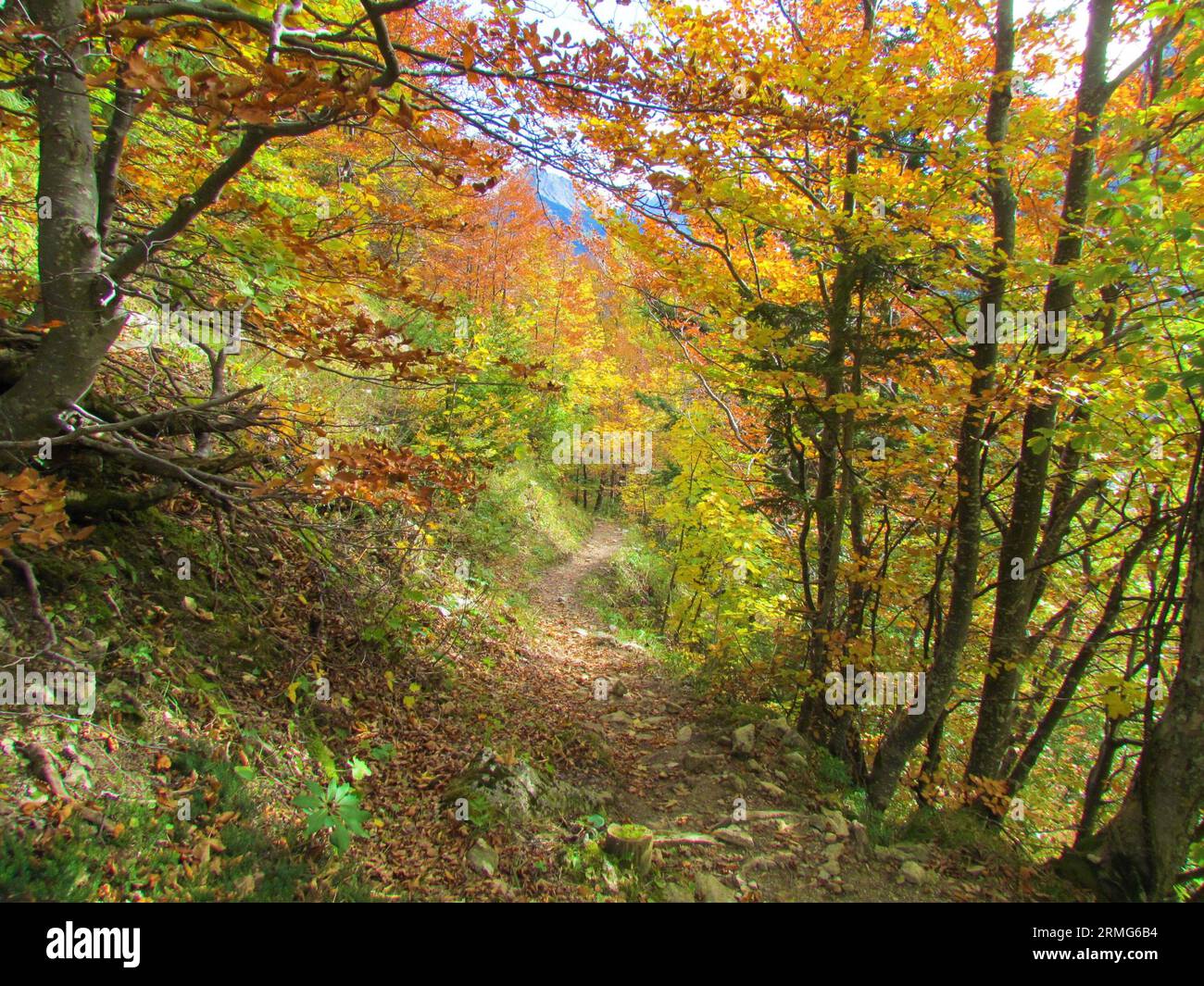Colorful temperate, deciduous, broadleaf, european beech forest in ...