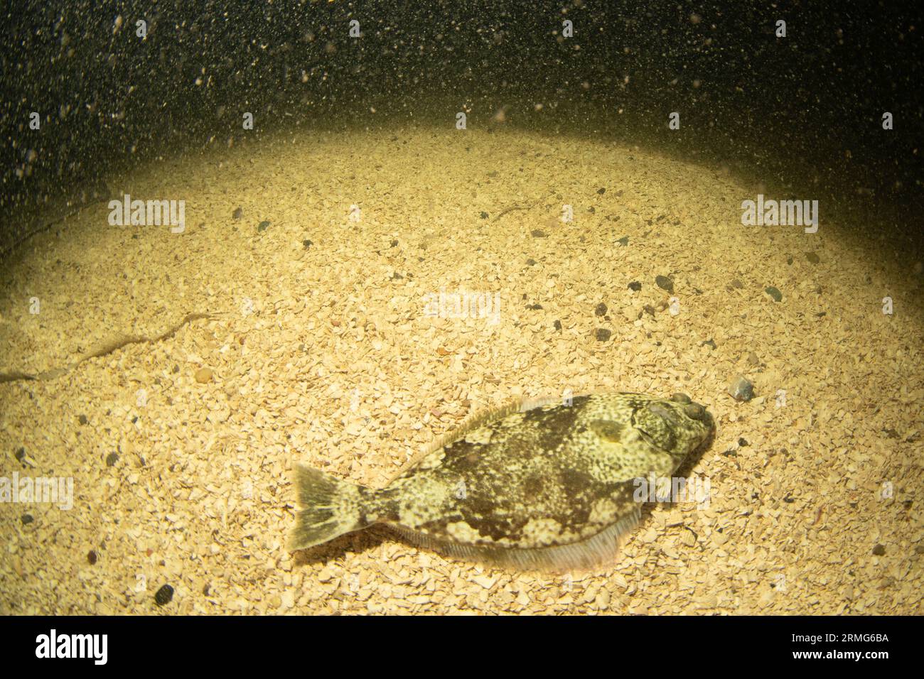Atlantic halibut hippoglossus hippoglossus hi-res stock photography and ...