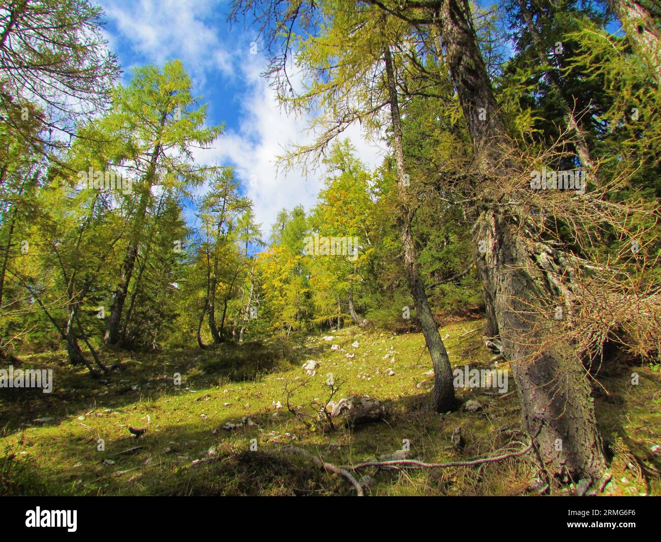 Mountain meadow lit by sunlight surounded by an european larch forest ...