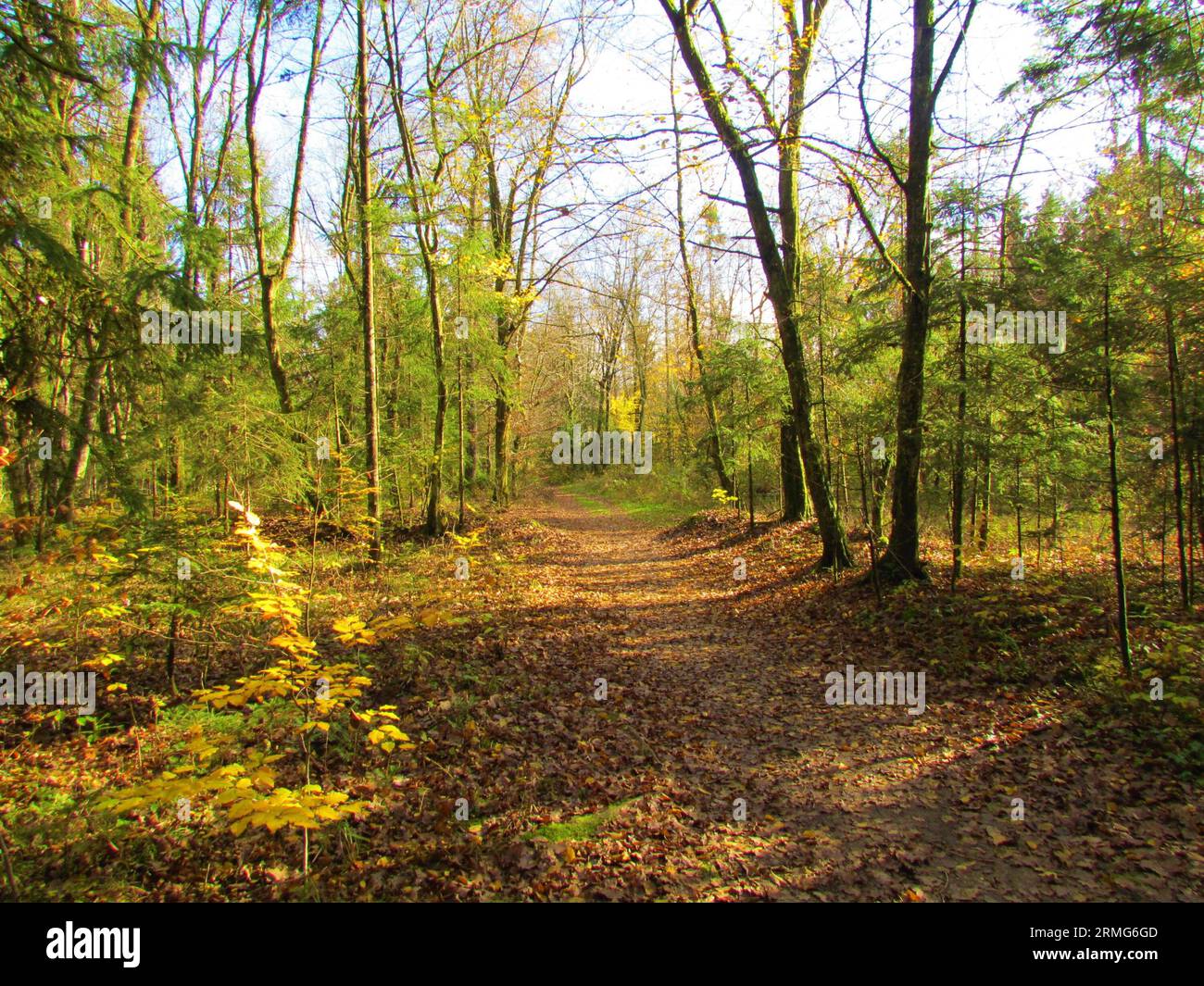 Bright european hornbeam and spruce forest in yellow autumn o fall ...
