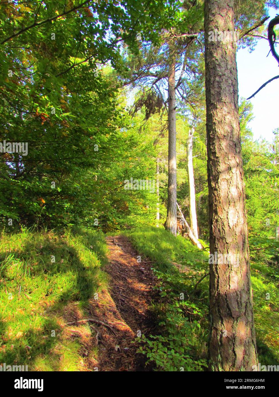 Path leading through a pine and beech forest lit by sunlight in ...