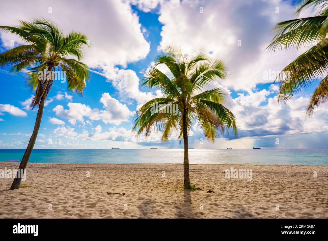 Stock image tropical summer palms on Fort Lauderdale Beach FL or could ...