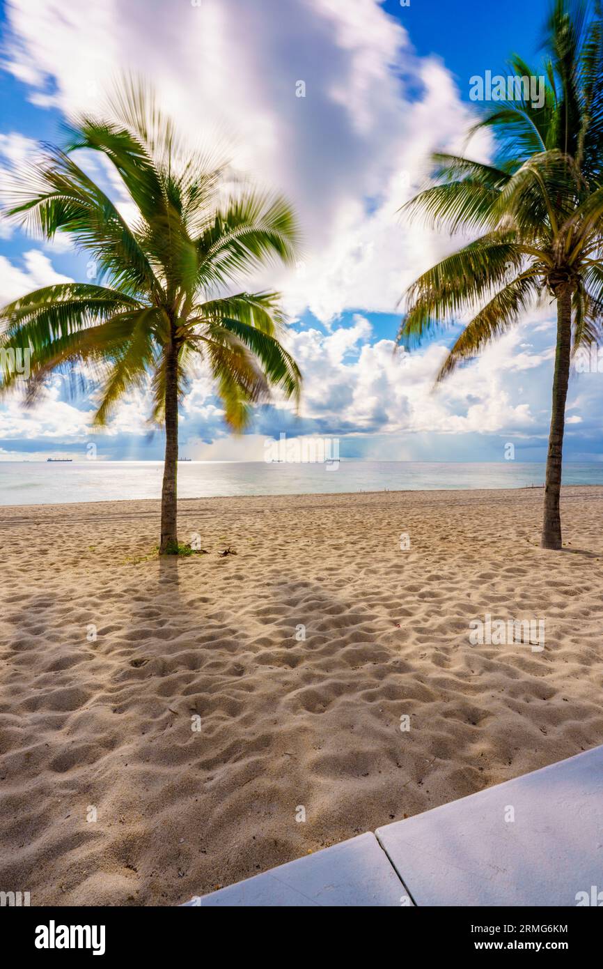 Stock image tropical summer palms on Fort Lauderdale Beach FL or could ...