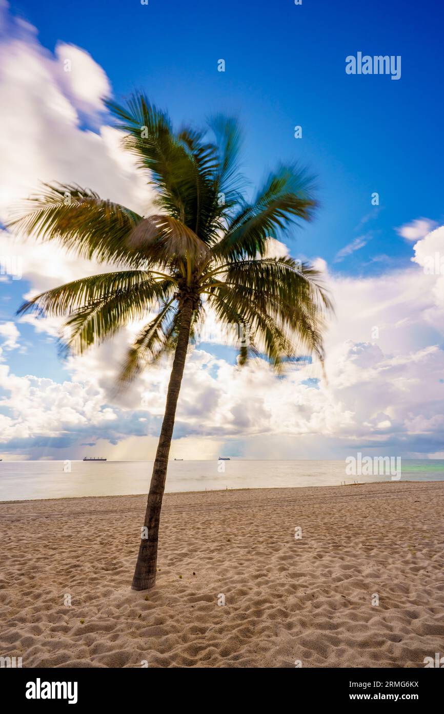 Stock image tropical summer palms on Fort Lauderdale Beach FL or could ...