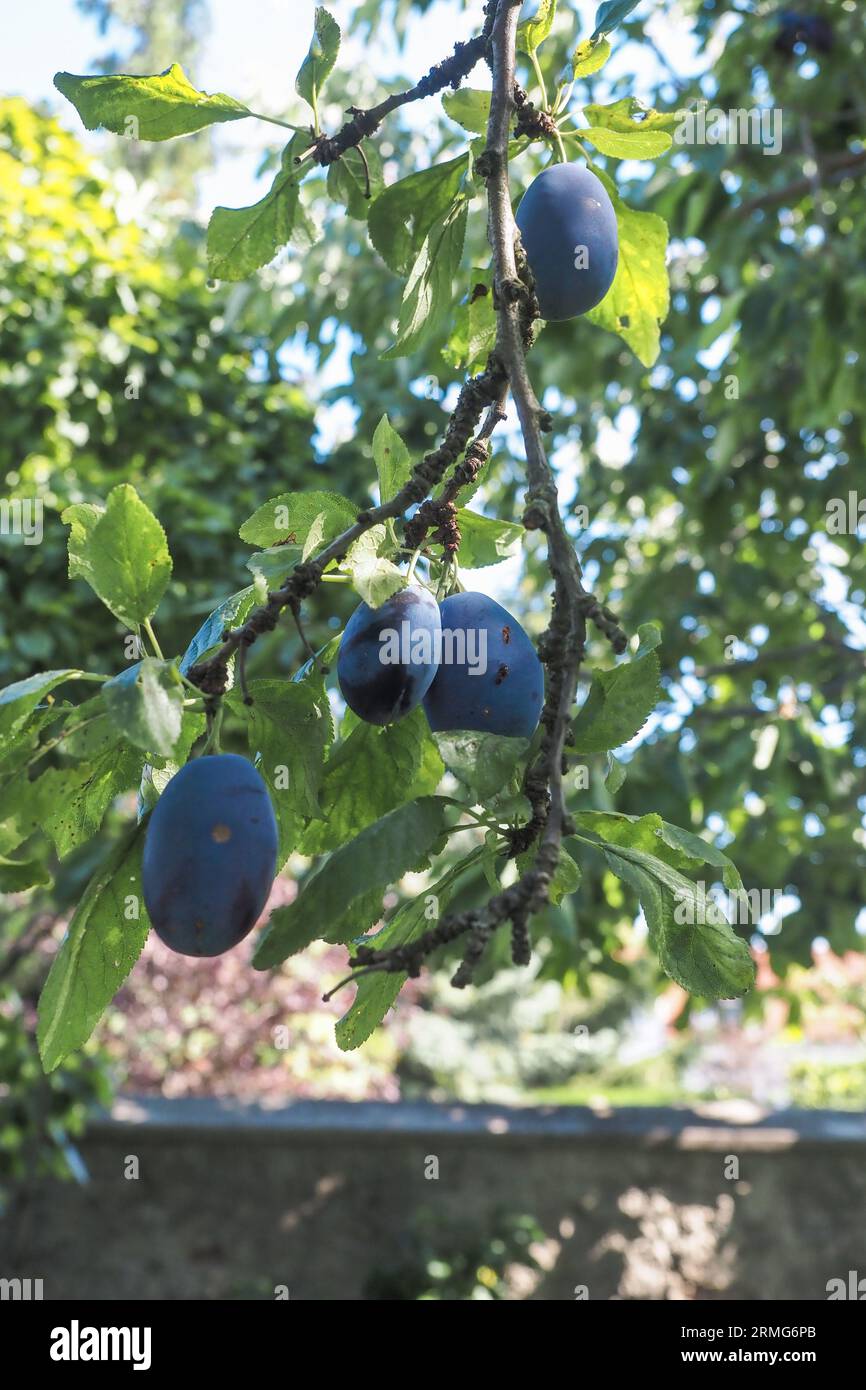 Plum fruits (Prunus domestica fruit) on a plum tree in fruit orchard in ...