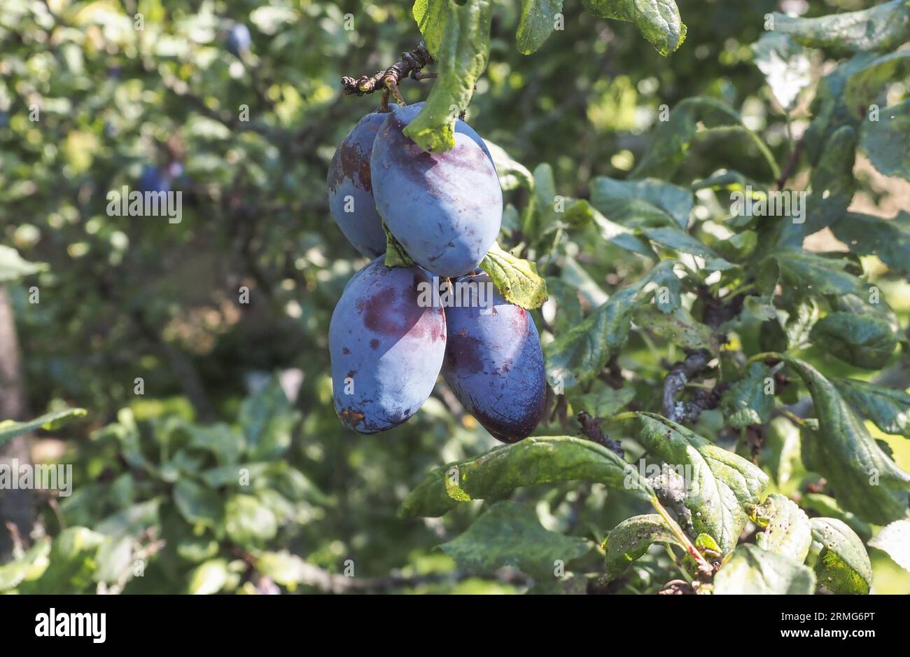 Plum fruits (Prunus domestica fruit) on a plum tree in fruit orchard in ...