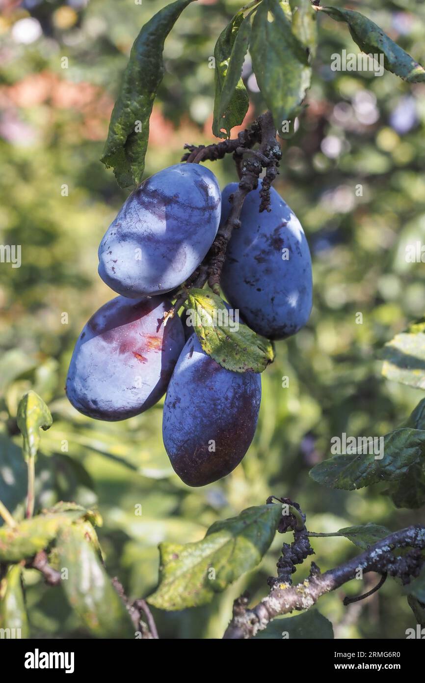 Plum fruits (Prunus domestica fruit) on a plum tree in fruit orchard in ...