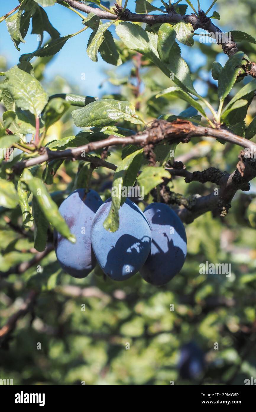 Plum fruits (Prunus domestica fruit) on a plum tree in fruit orchard in ...