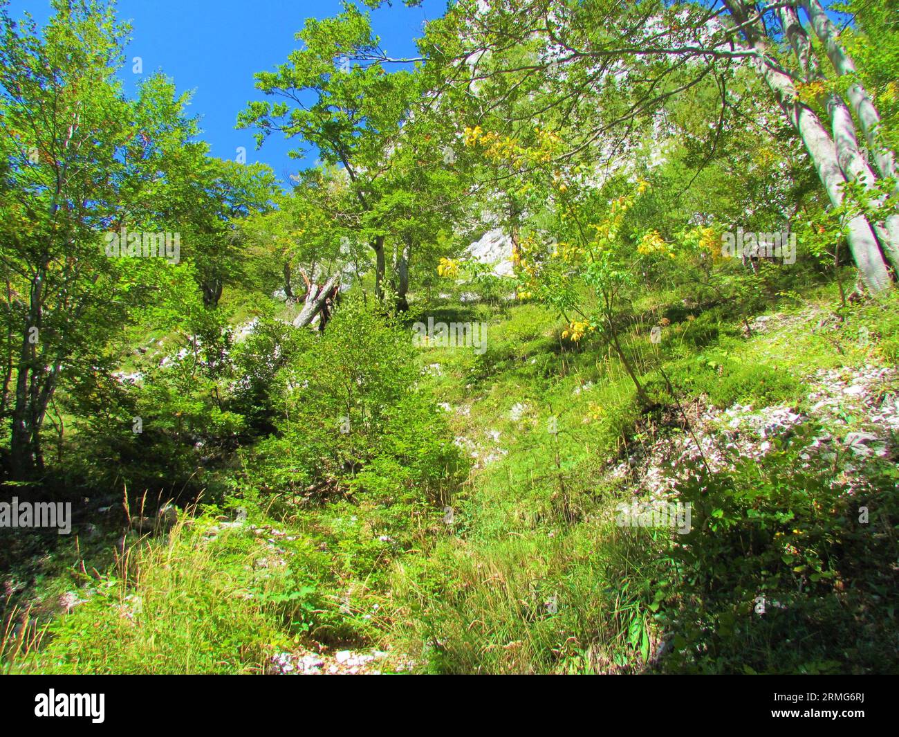 Broad leaved forest hi-res stock photography and images - Alamy