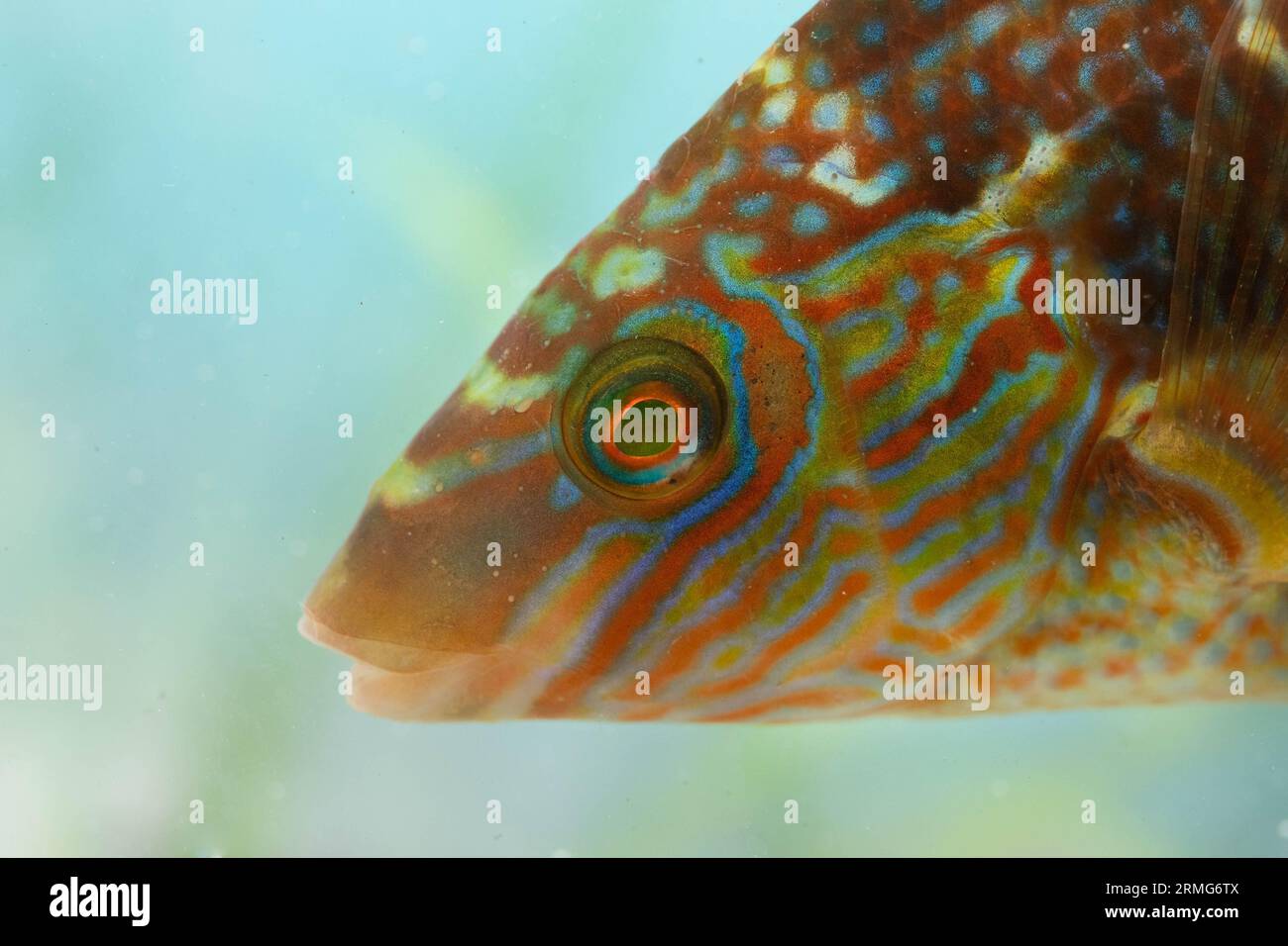 a male corkwing wrasse in breeding colours Stock Photo - Alamy
