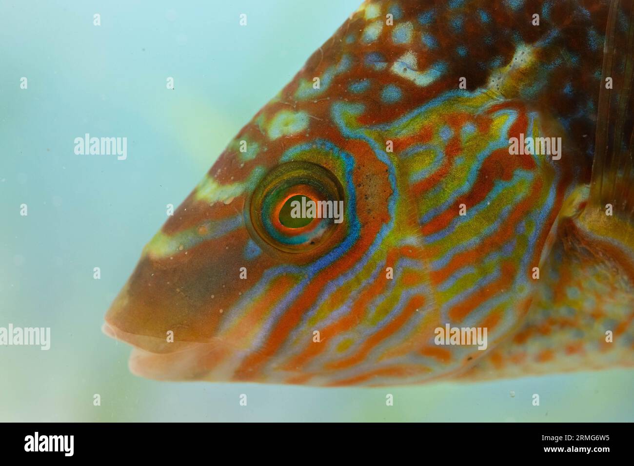a male corkwing wrasse in breeding colours Stock Photo - Alamy