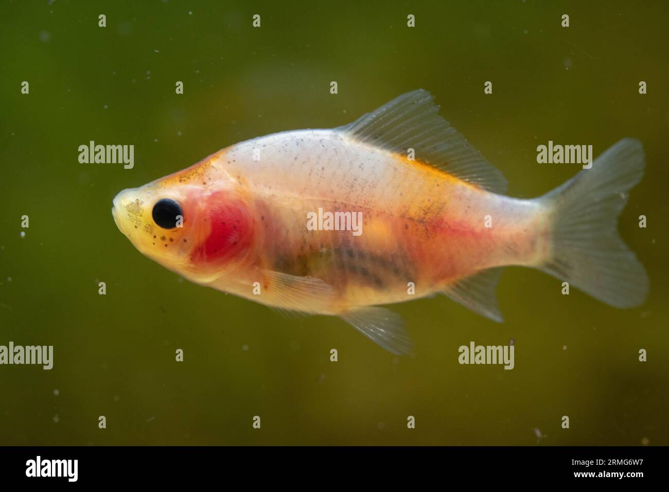 Hybird hi-res stock photography and images - Alamy