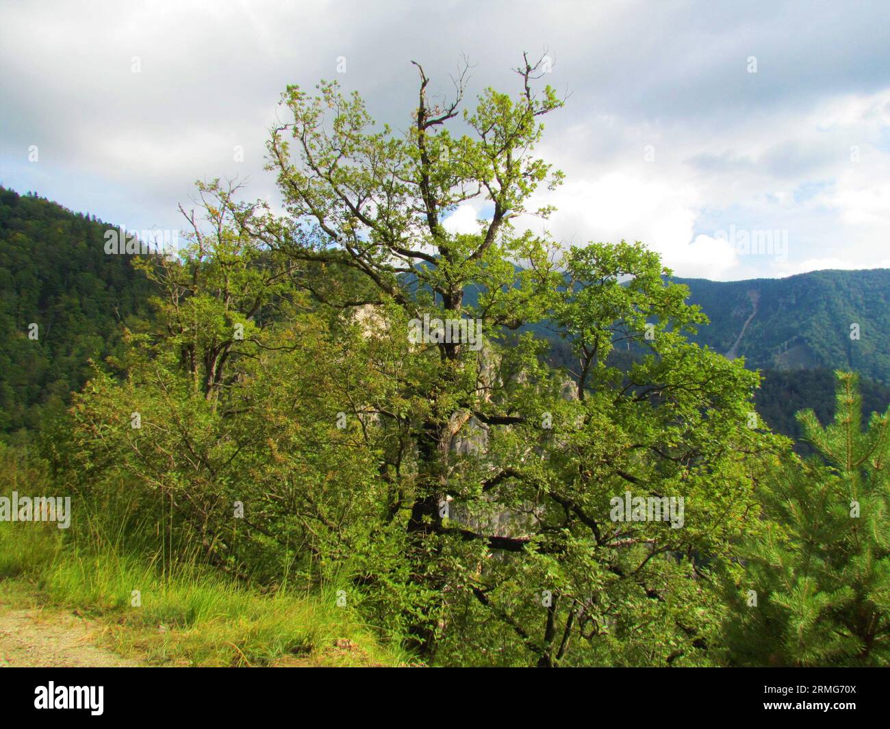Oak tree with a wide canopy in Karavanke mountains Slovenia Stock Photo ...