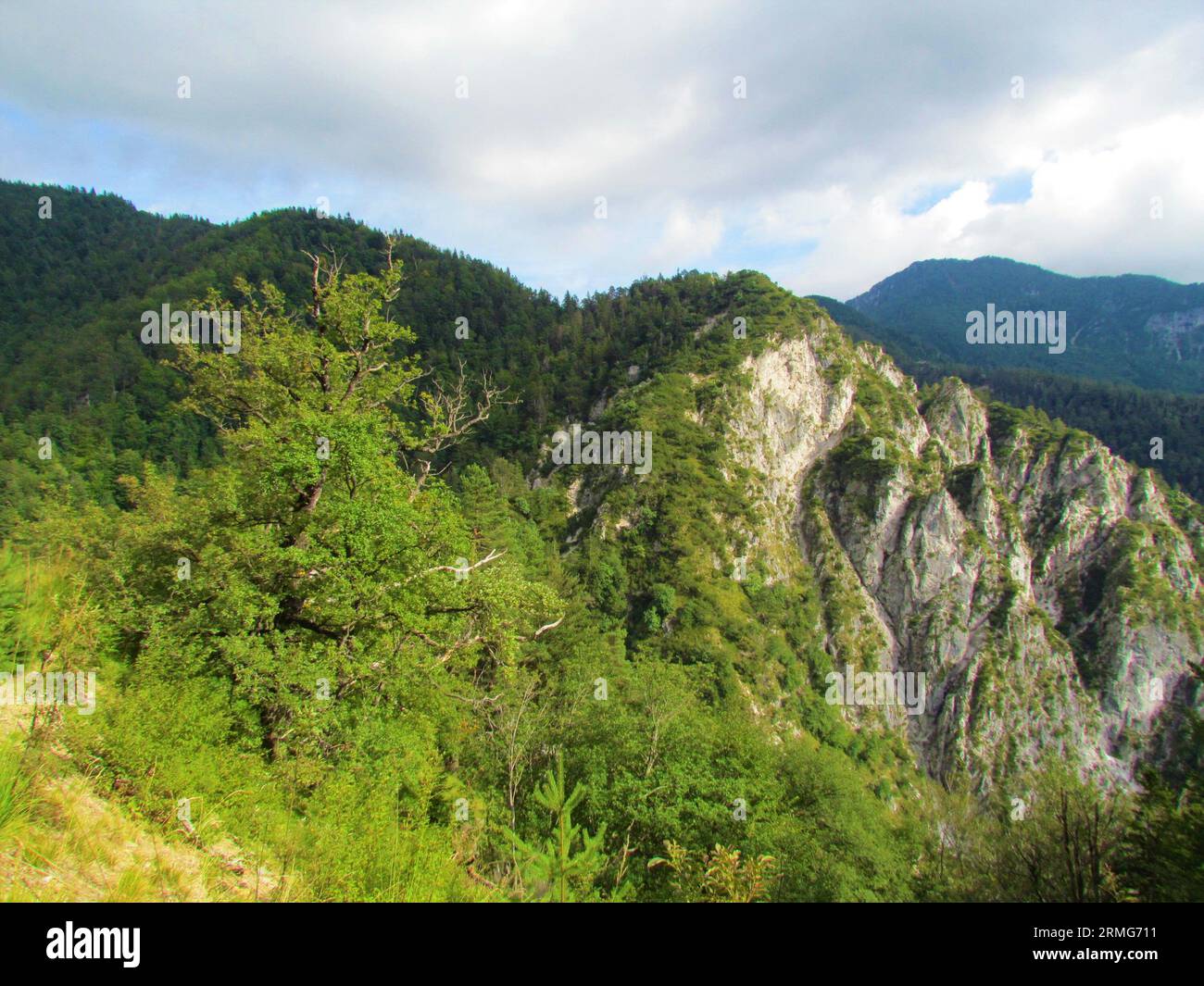 Oak tree with a wide canopy in Karavanke mountains Slovenia Stock Photo ...