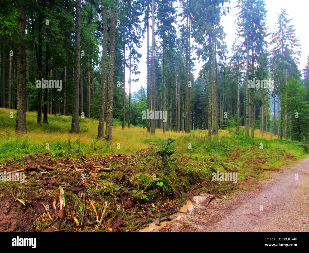Spruce forest inSlovenia with tall grass covering the ground Stock ...