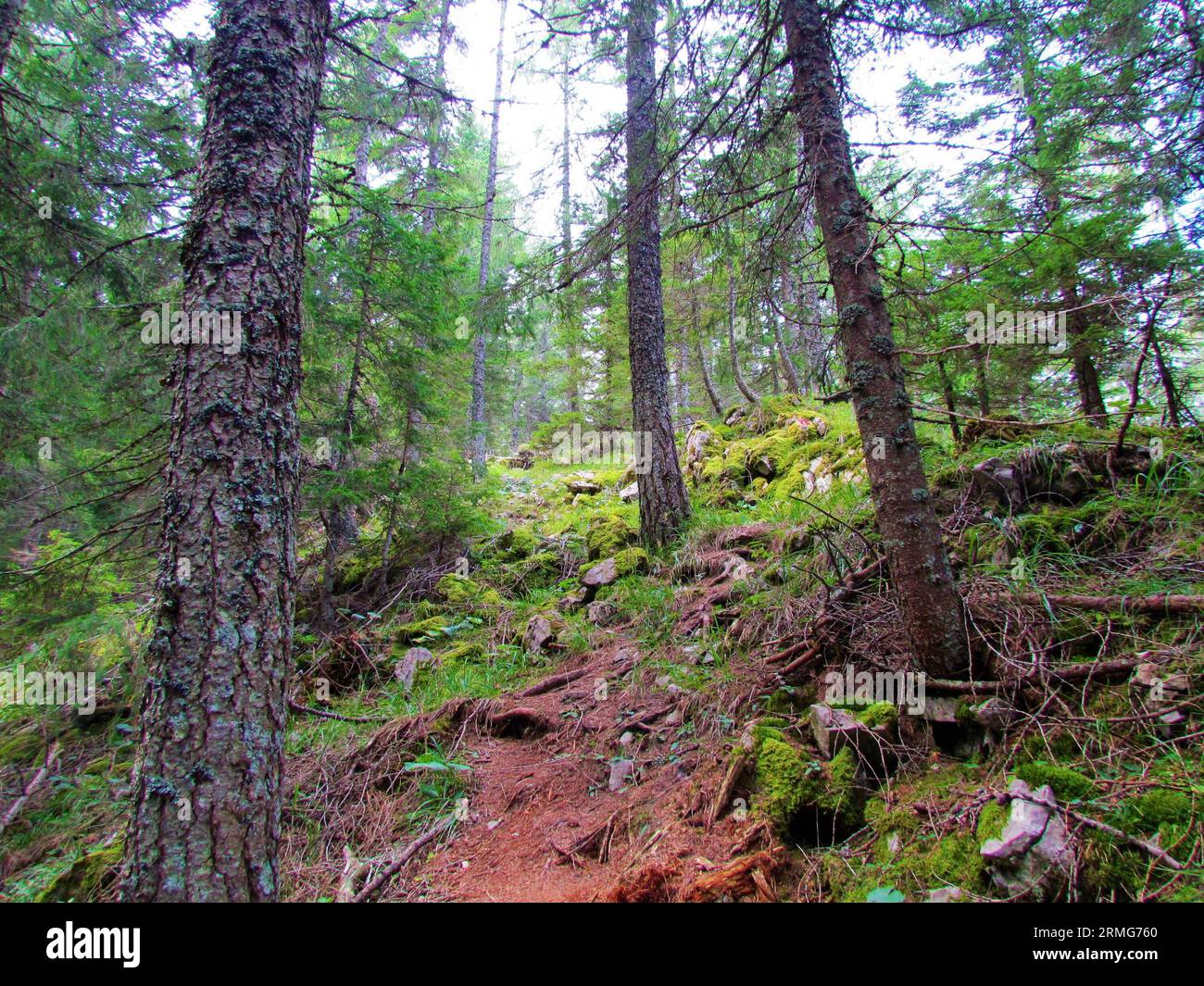 Path leading up a slope covered in mountain spruce forest in Slovenia ...