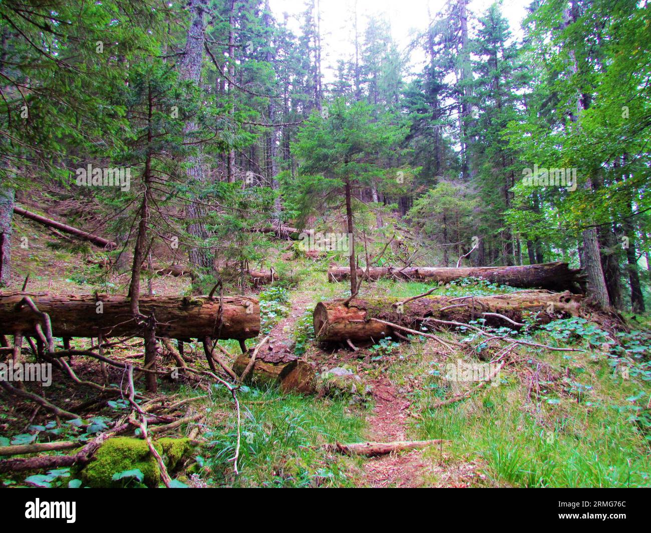 Path leading through a spruce forest in Slovenia with a log cut in half ...