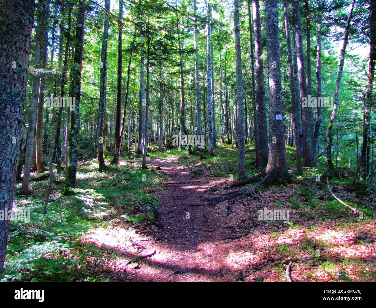 Path leading trough a fir and beech forest forest in Slovenia with na ...