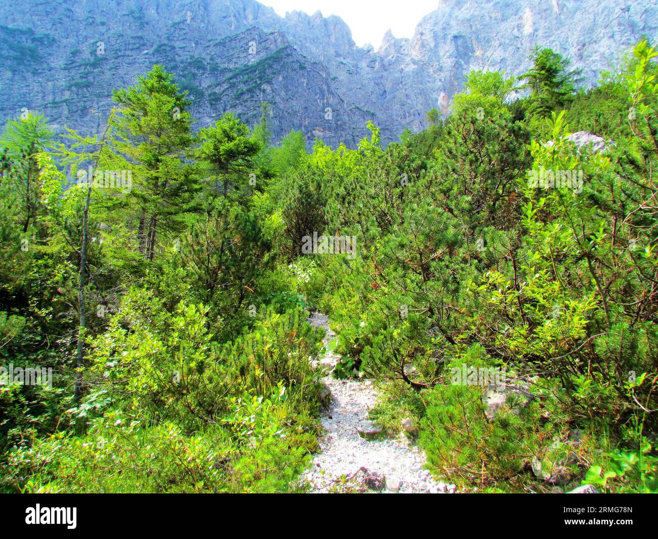 Path leading past bushy alpine landscape with creeping pine, spruce and ...