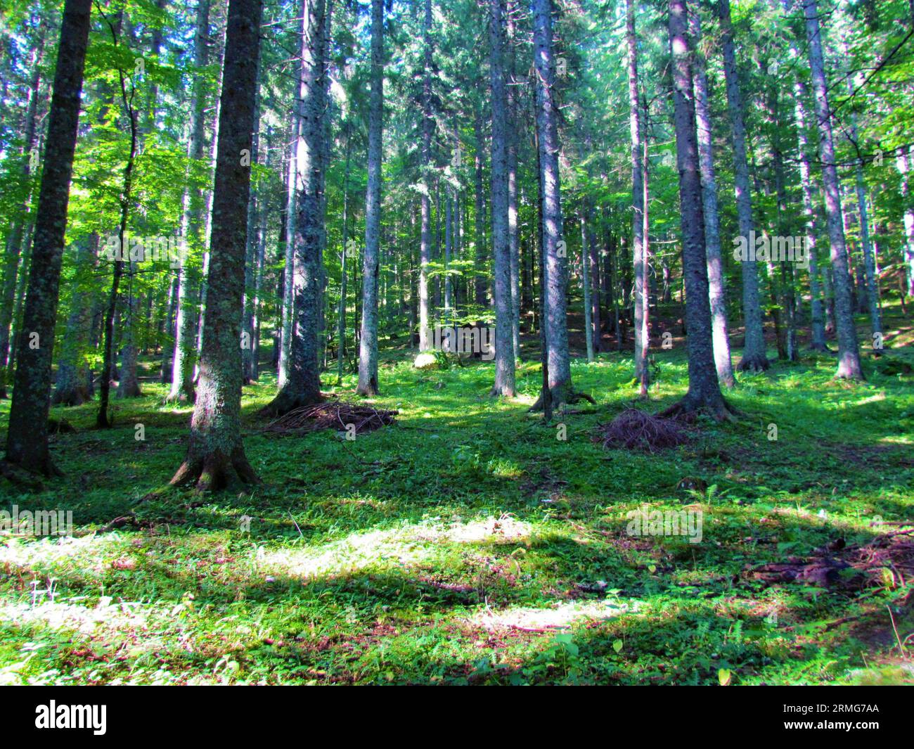 Spruce forest at Jelovica, Slovenia wih sunlight shining on the ground ...