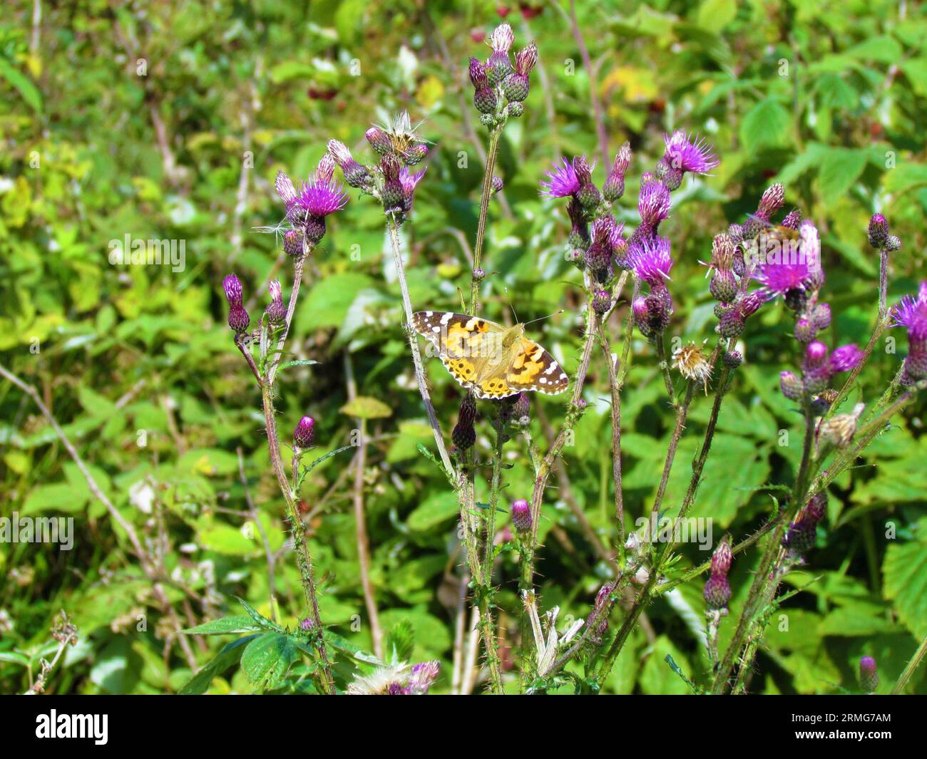 Painted lady (Vanessa cardui) butterfly sitting on leaves of raspberry ...