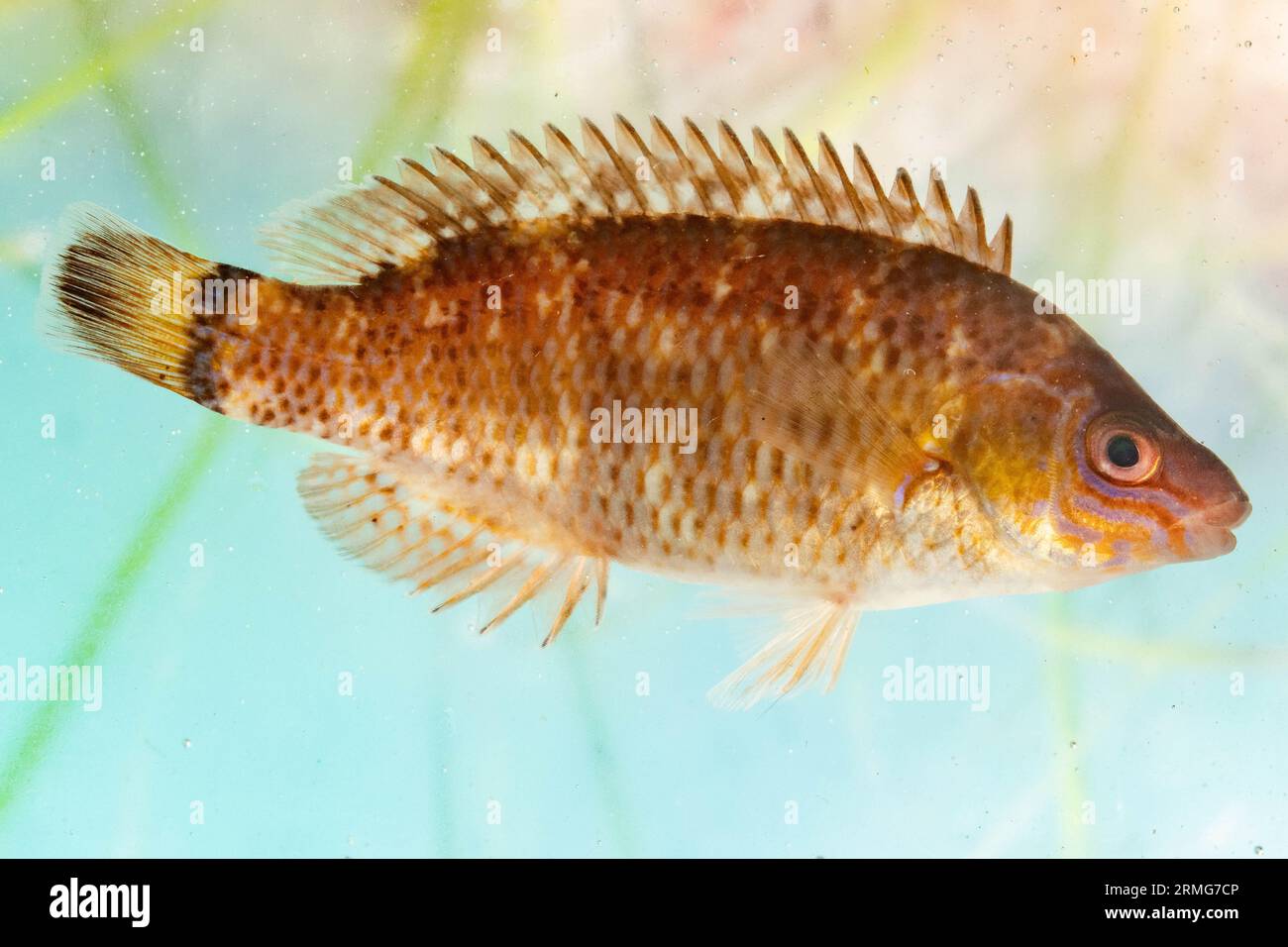 female rock cook wrasse close up Stock Photo - Alamy