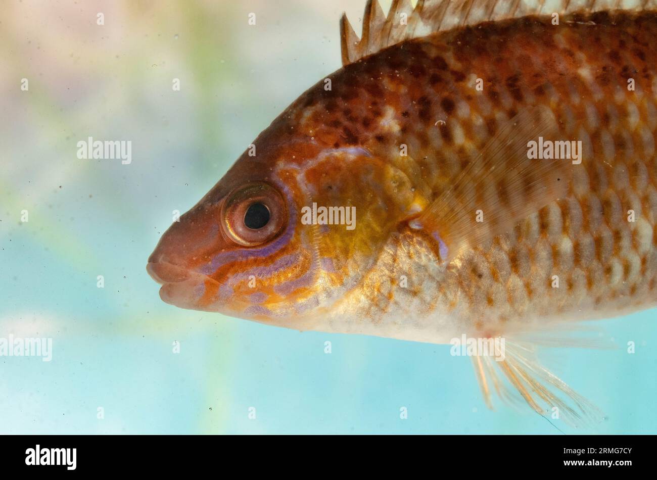 female rock cook wrasse close up Stock Photo - Alamy
