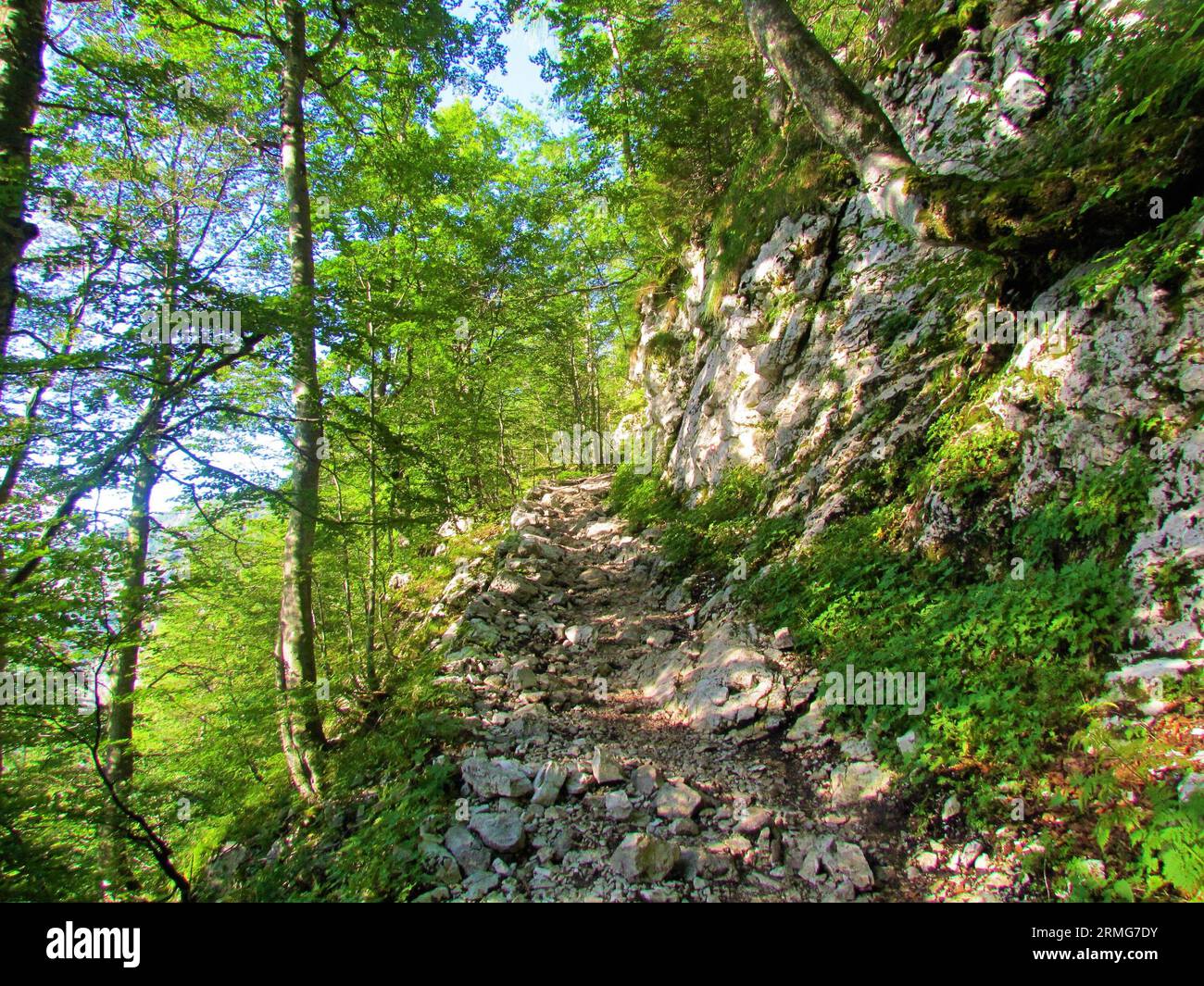 Wide path leading through a temperate deciduous beech forest in ...