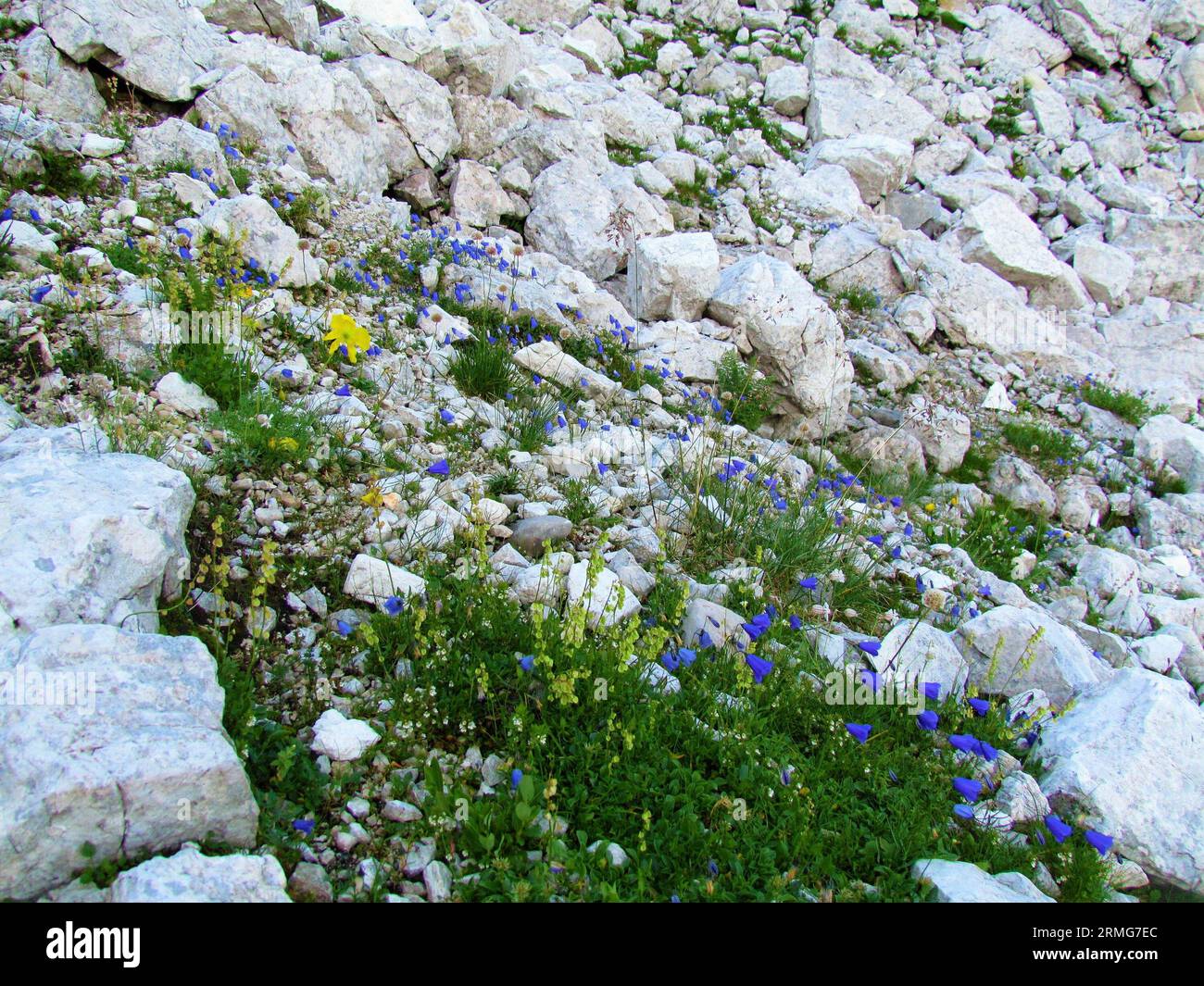 Alpine wild rock garden in Triglav national park and Julian alps ...