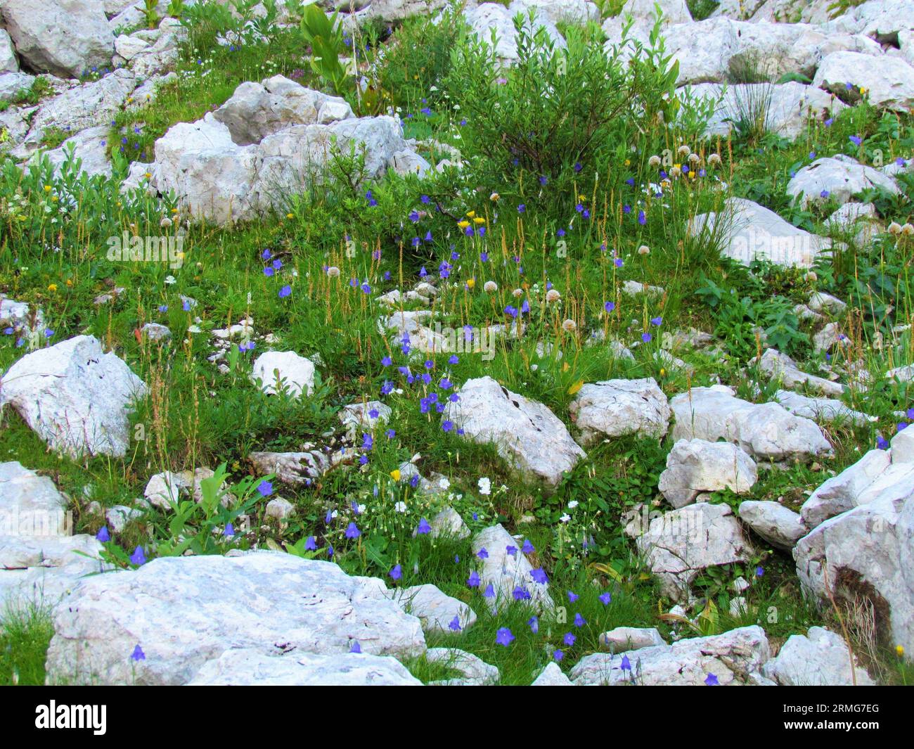 Alpine rock garden in Triglav national park and Julian alps with wild ...