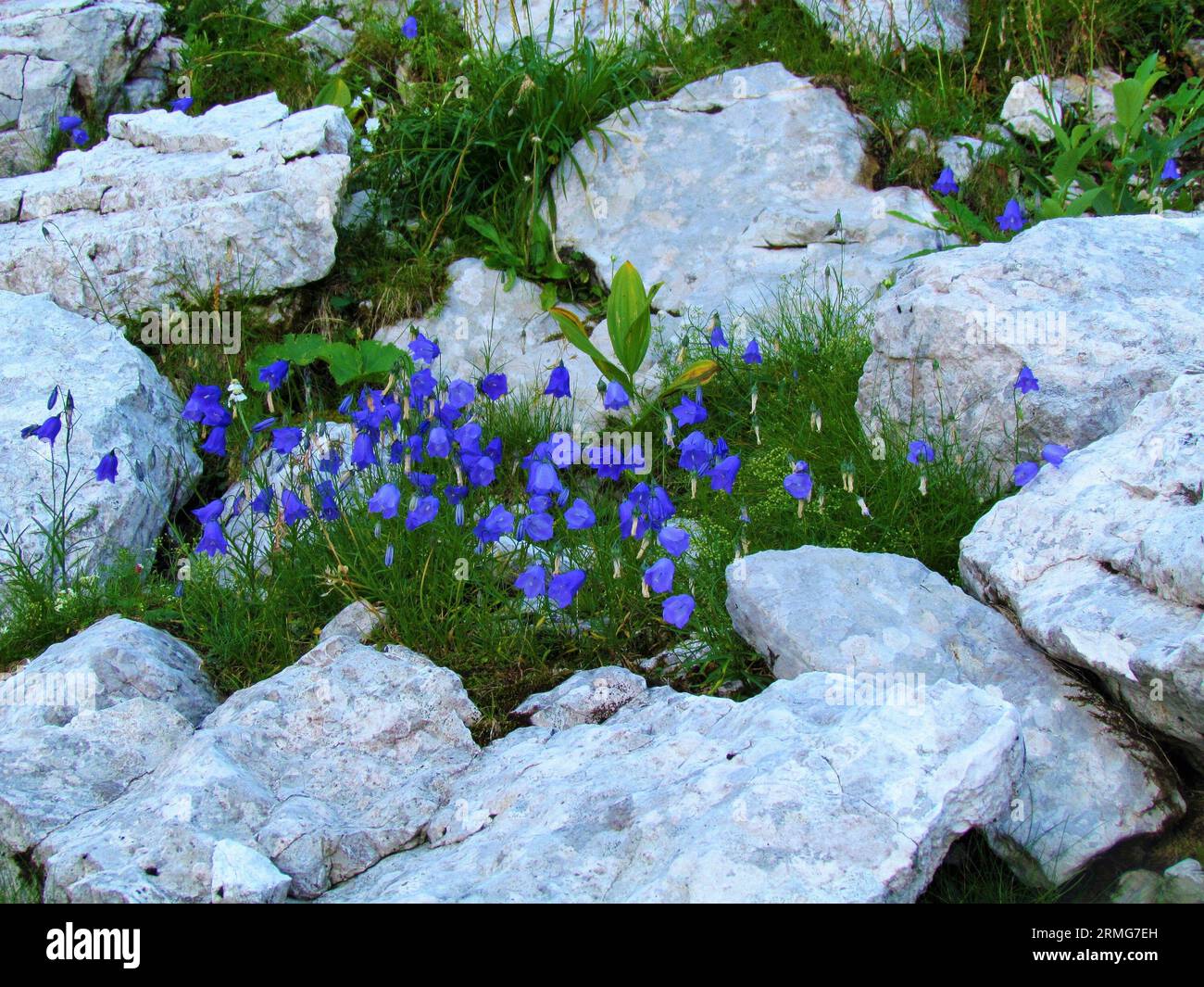 Alpine wild garden in Triglav national park and Julian alps with blue ...