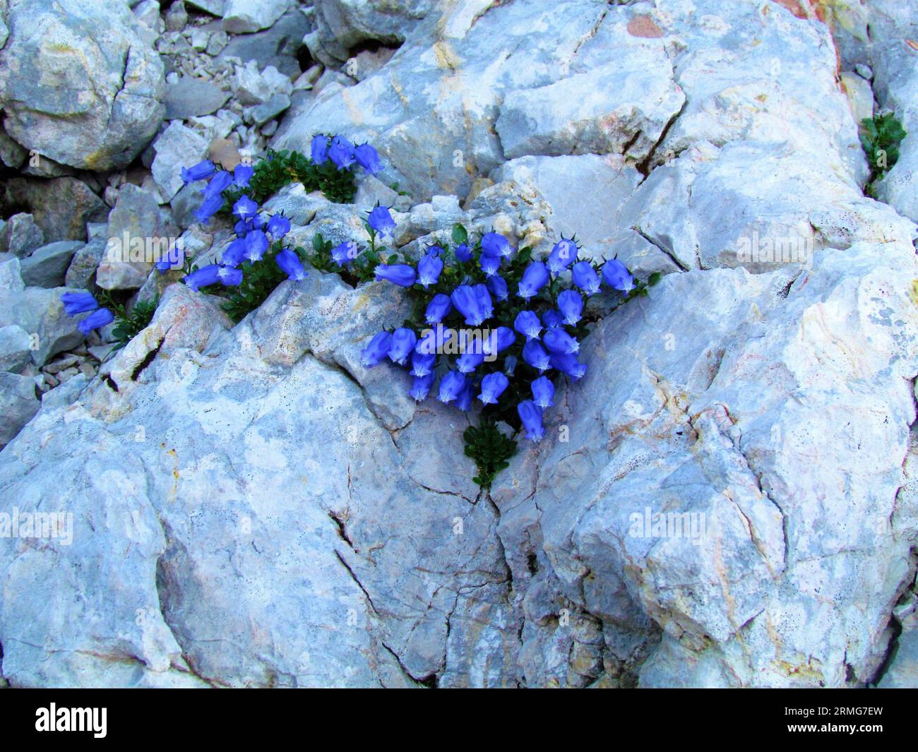 Blue blooming Zois' bellflower, Zoysi's harebell or crimped bellflower ...